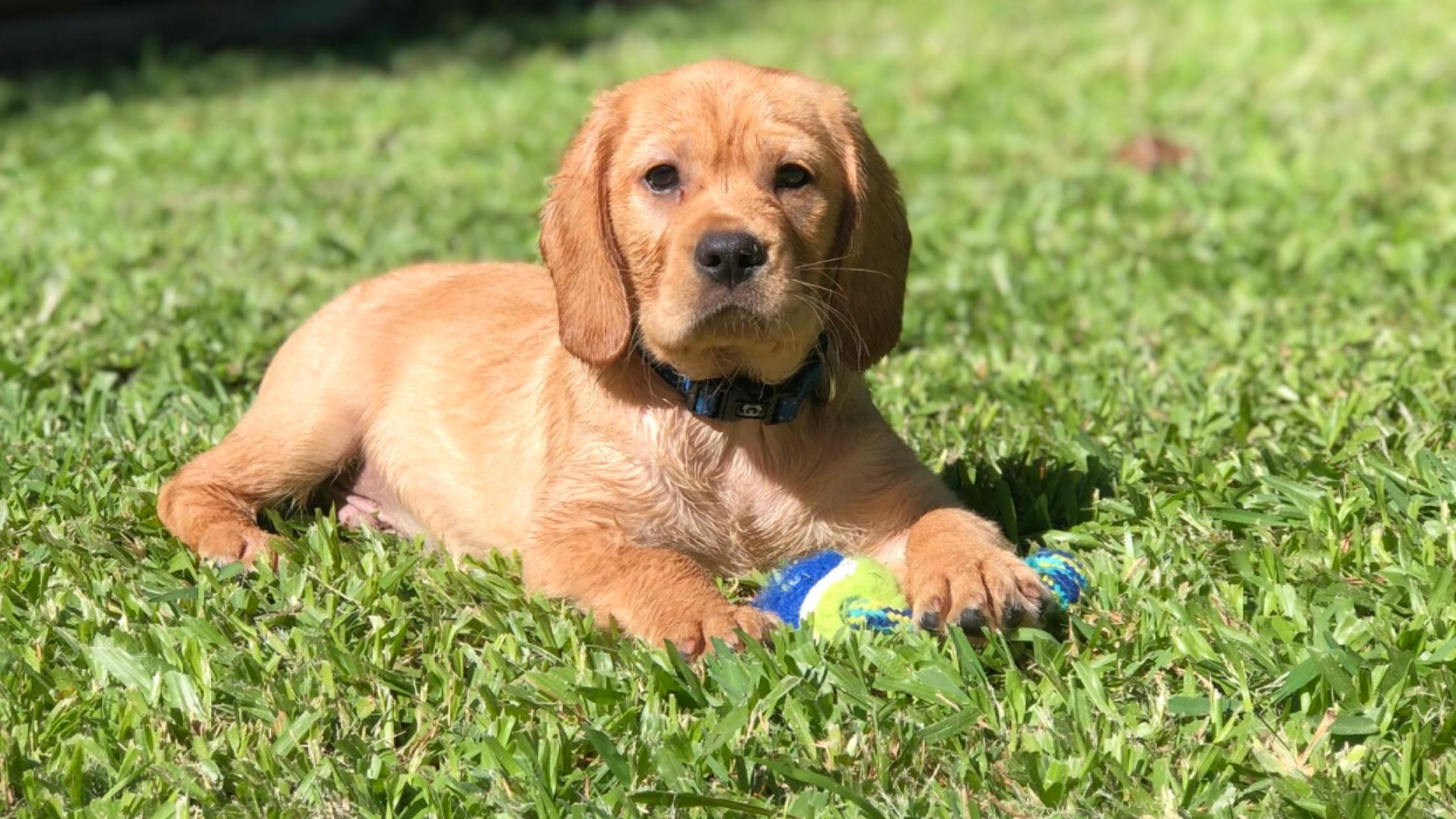 #1 Guide to Health Testing — Cavador | Good Dog