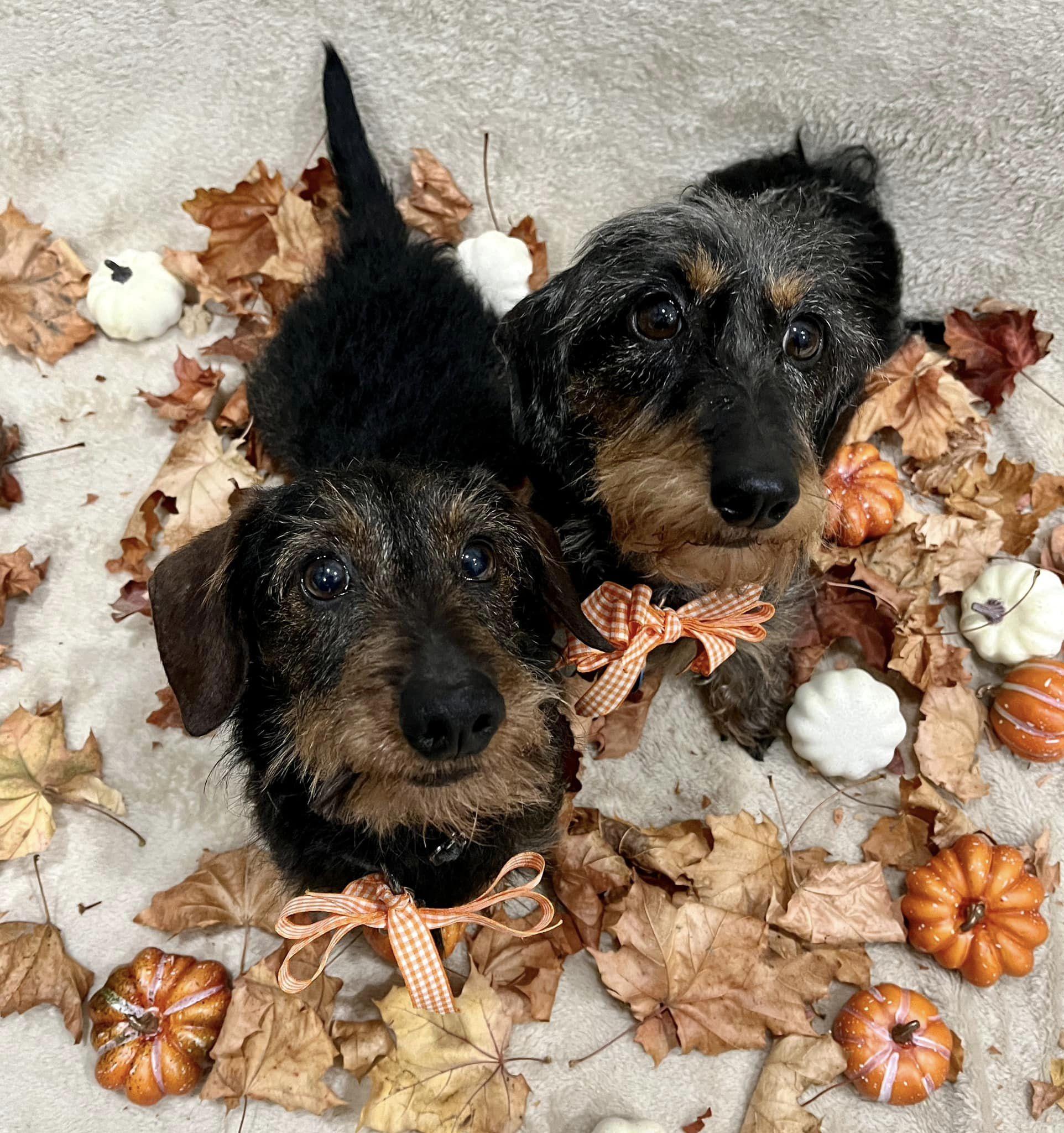 Marchini’s Weenies in California | Dachshund puppies | Good Dog