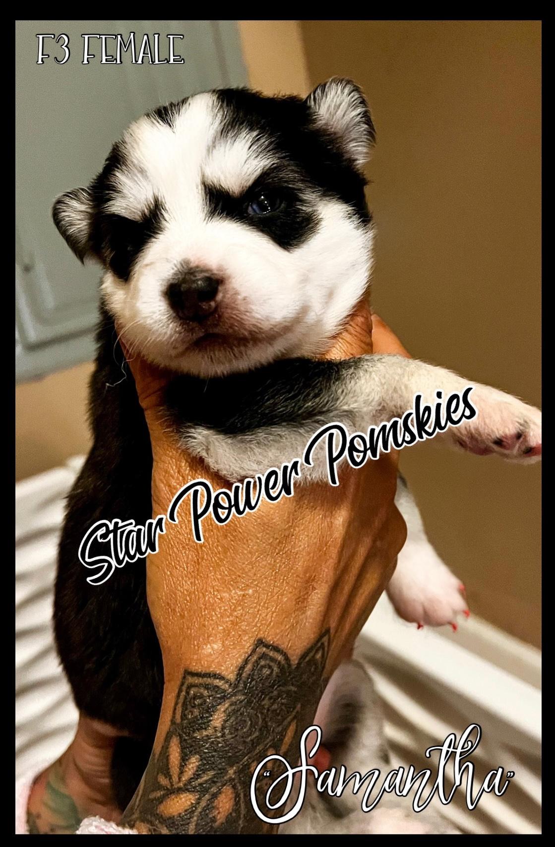 Star Power Pomskies in Tennessee | Pomsky puppies | Good Dog