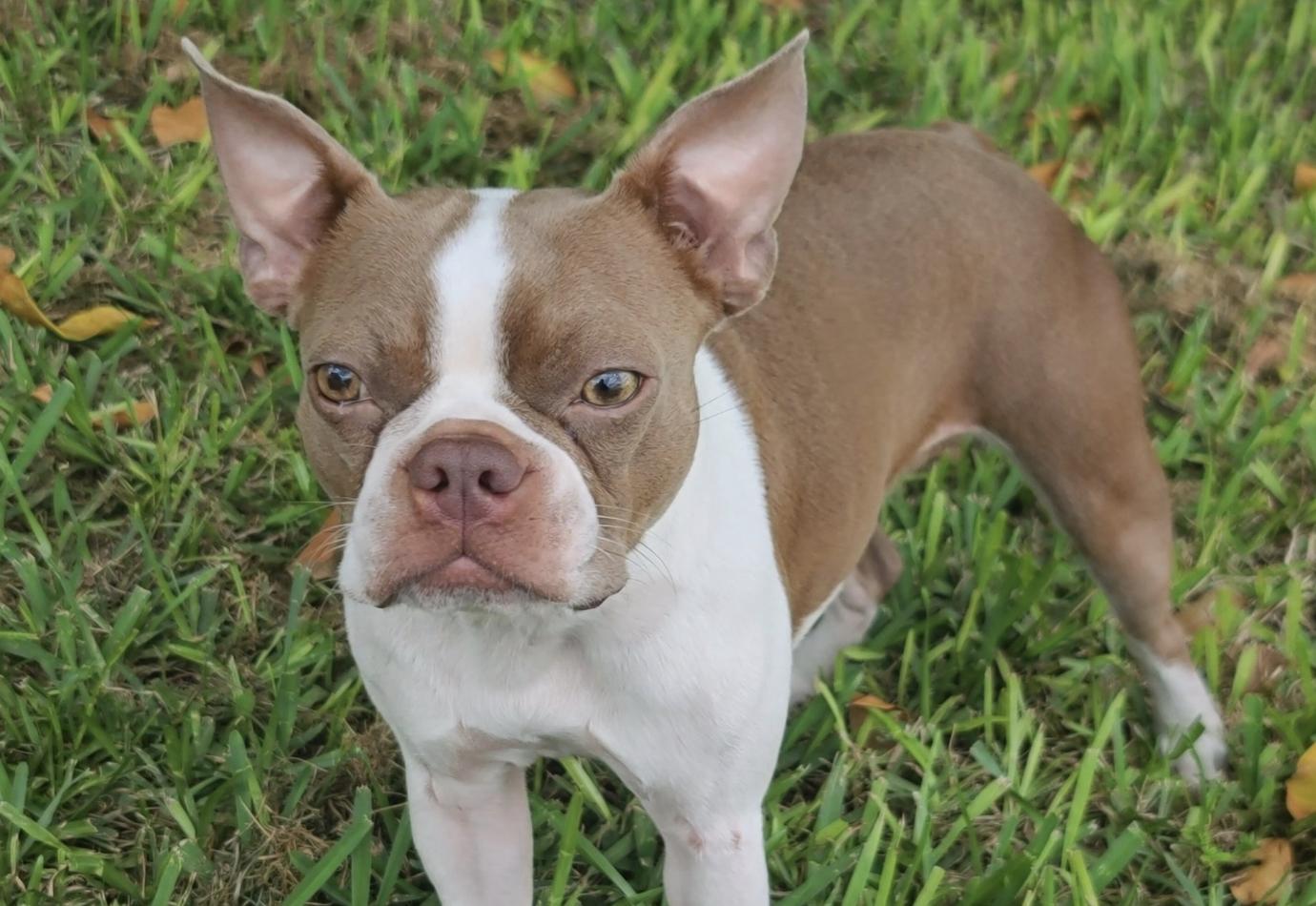 TC's Boston Terriers of SWFL in Florida | Boston Terrier puppies | Good Dog