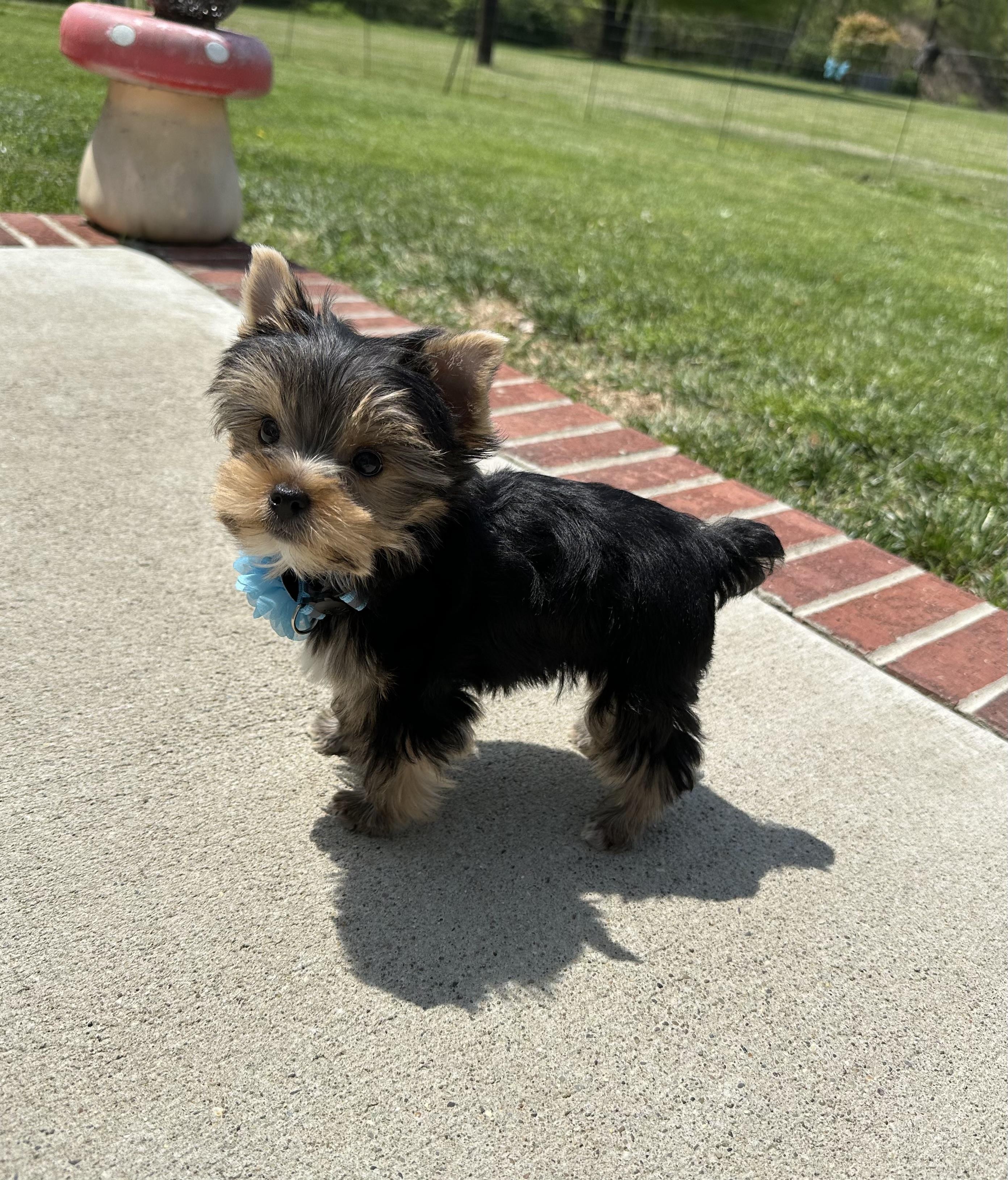 Yorkie Paw in Kentucky | Yorkshire Terrier puppies | Good Dog