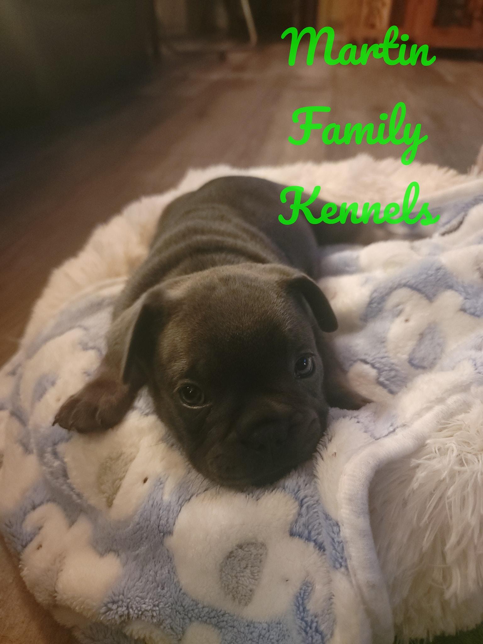 Martin Family Kennels in Oregon | French Bulldog puppies | Good Dog