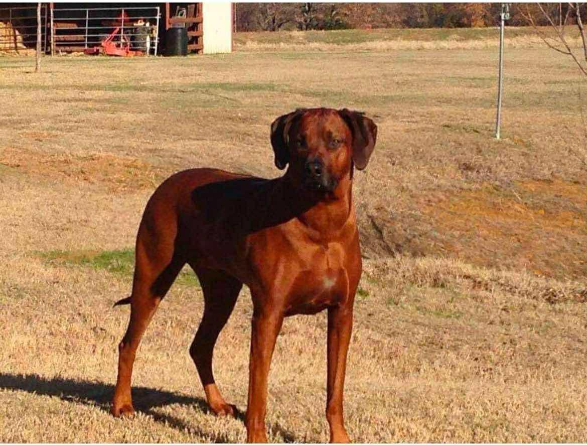Bushveld Rhodesian Ridgebacks in Texas | Rhodesian Ridgeback puppies ...