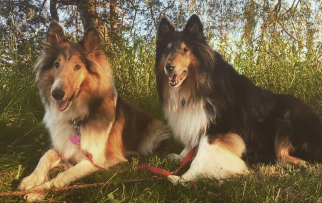 Wonderwall Collies in Washington | Collie puppies | Good Dog