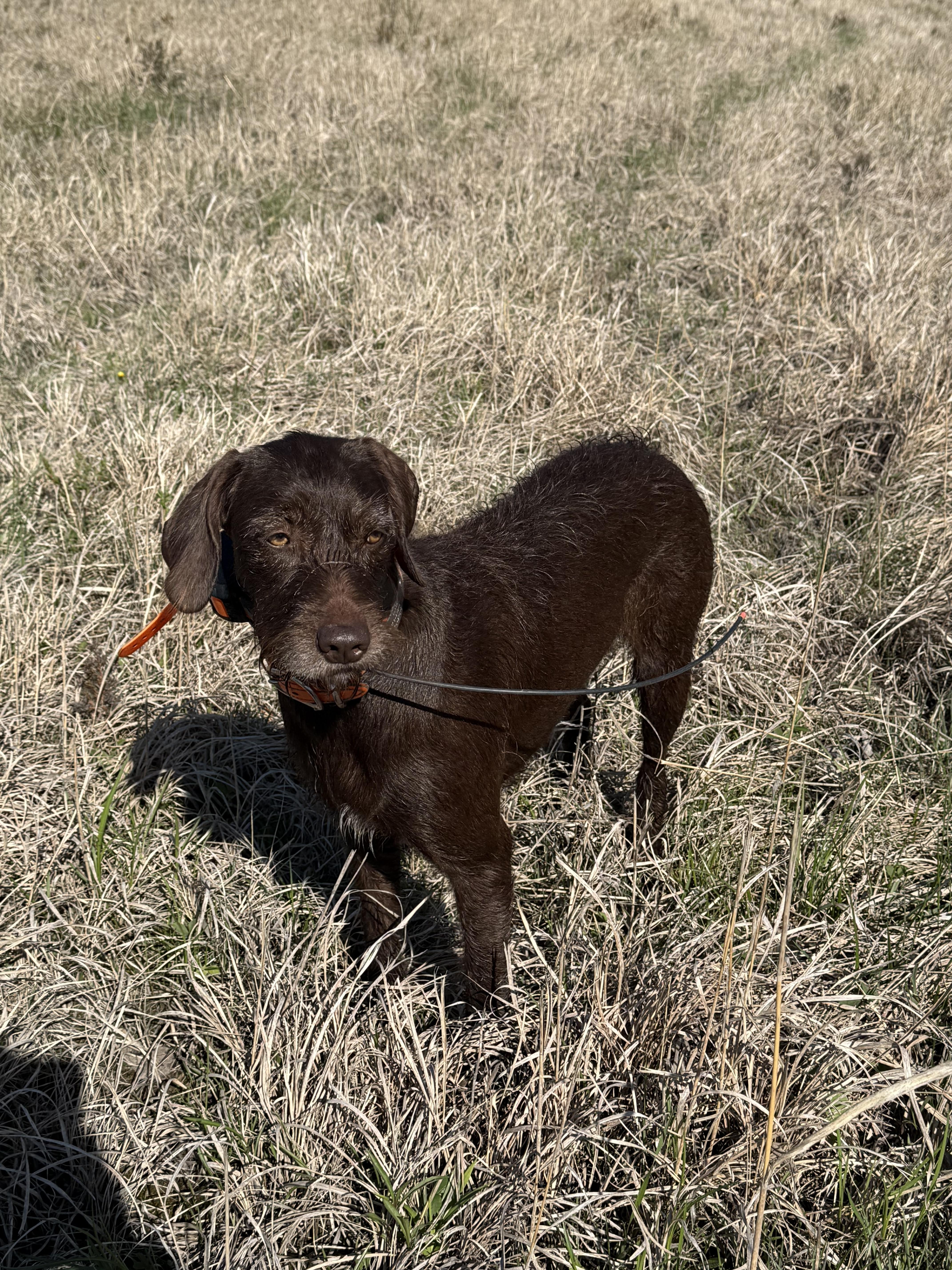 Southern Point Pudelpointers in Illinois | Pudelpointer puppies | Good Dog