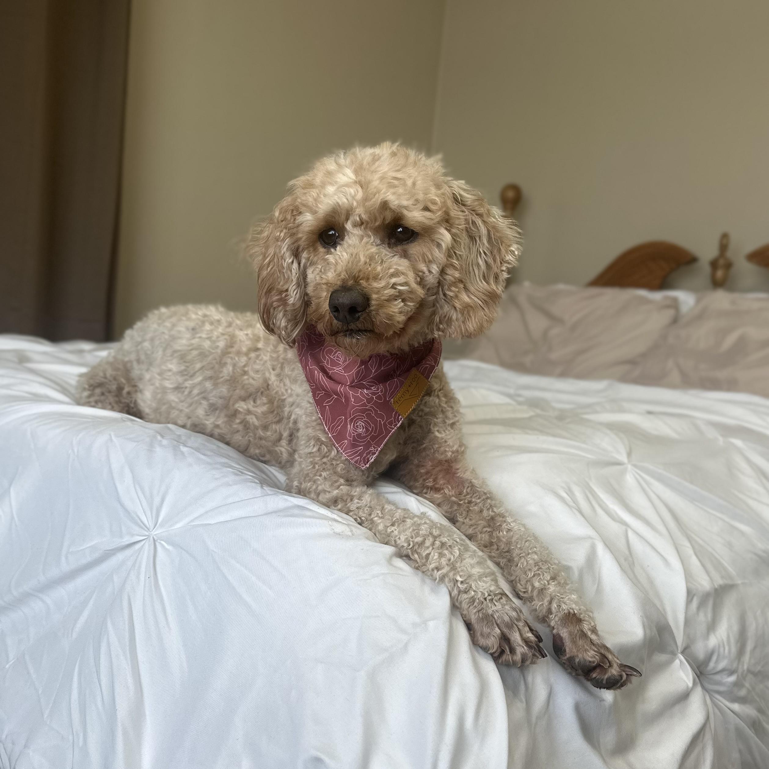 Wischmeier’s Doodles in Indiana | Goldendoodle and Poodle puppies ...