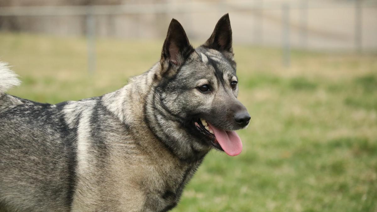 25 cute Norwegian Elkhound puppies for sale | Good Dog