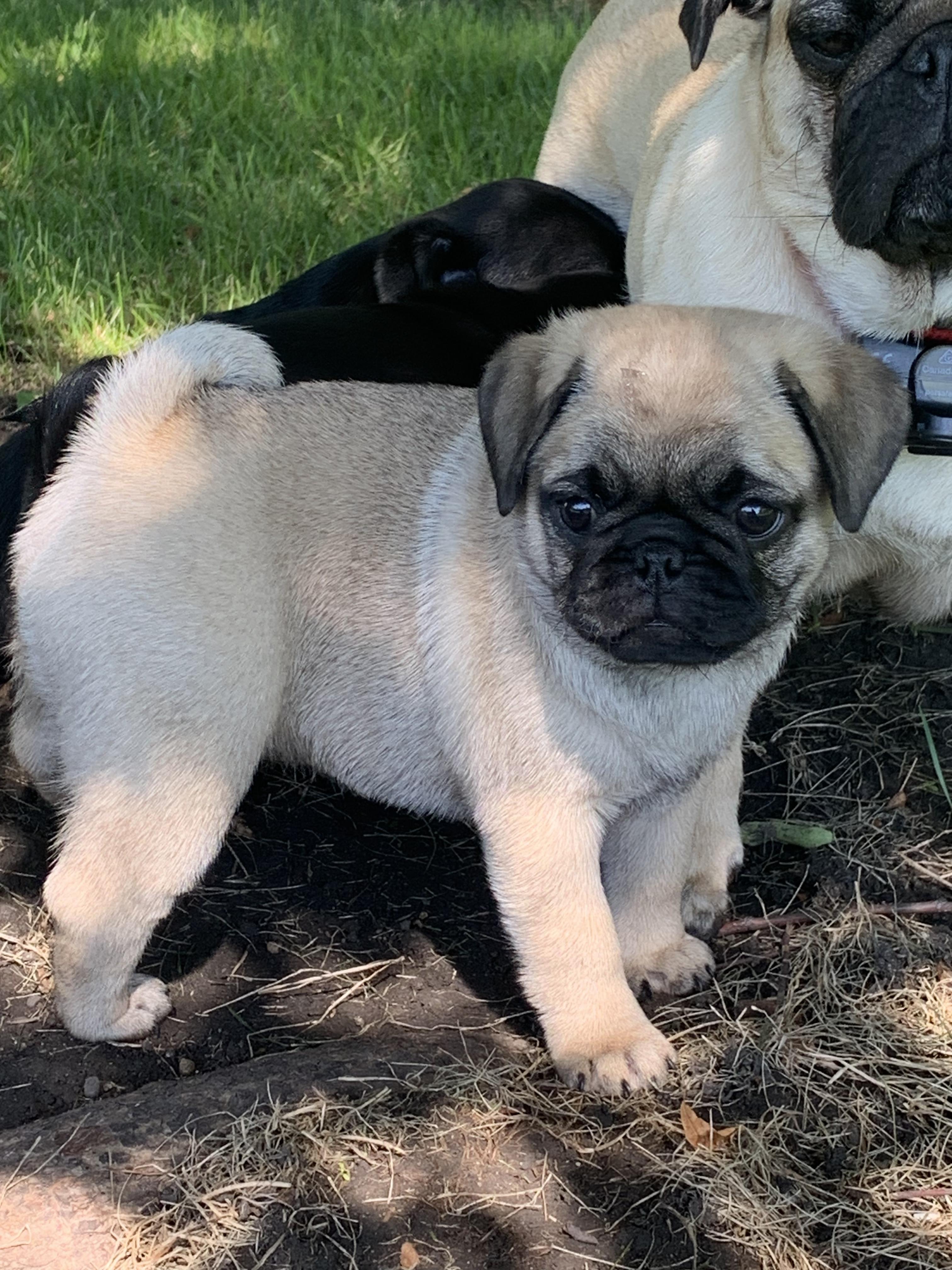 Holland Pugs in Minnesota | Pug puppies | Good Dog