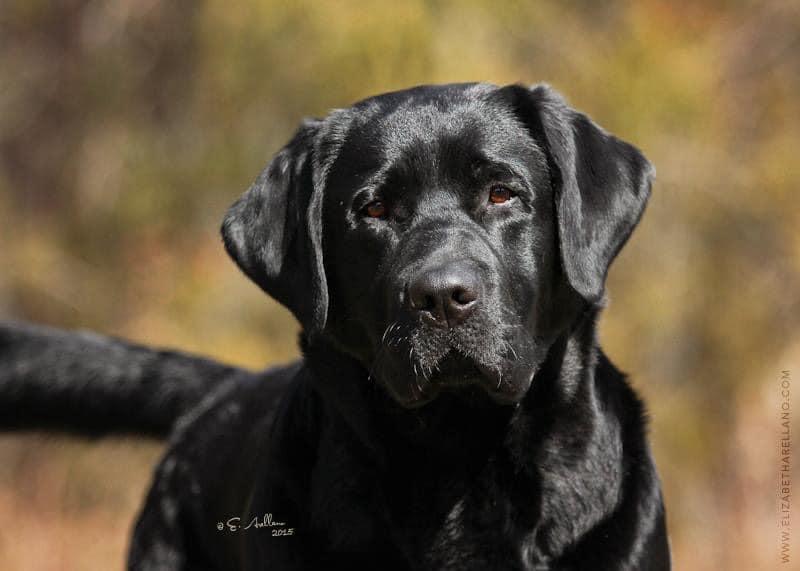 Aldwyck Labradors in Virginia | Labrador Retriever puppies | Good Dog