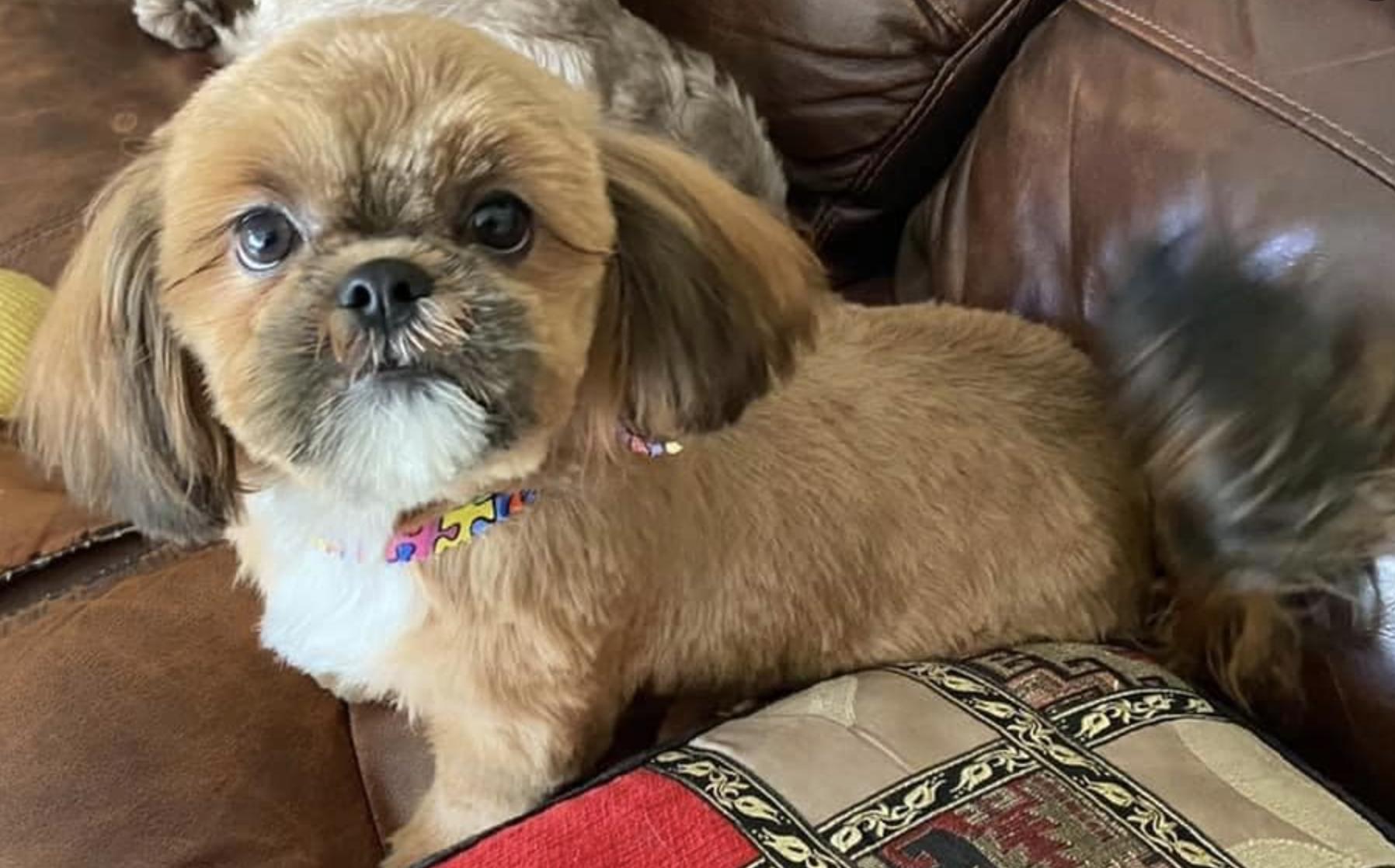 South East Coast Angels Shih Tzus in Florida | Shih Tzu puppies | Good Dog