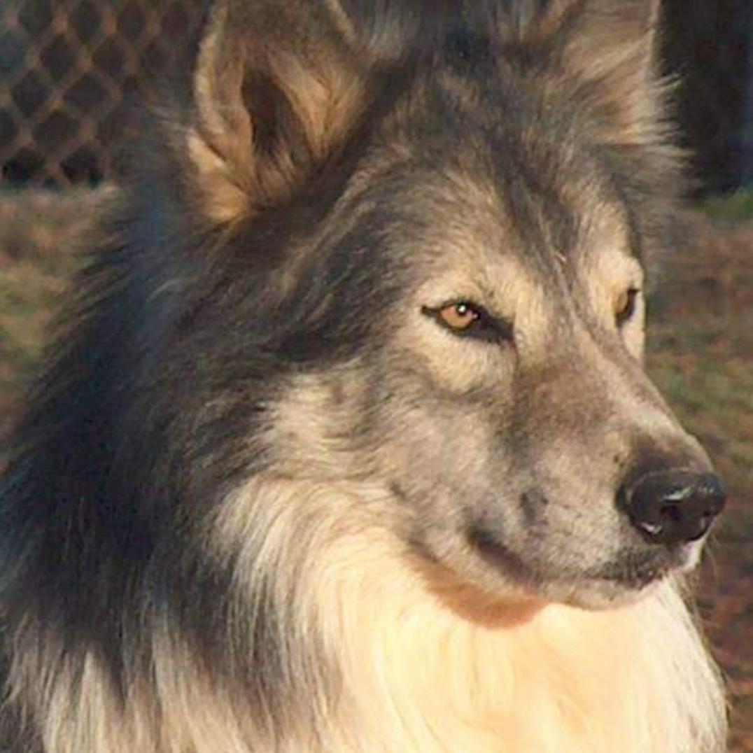 Indian Valley Kennels in Virginia | Native American Indian Dog puppies ...