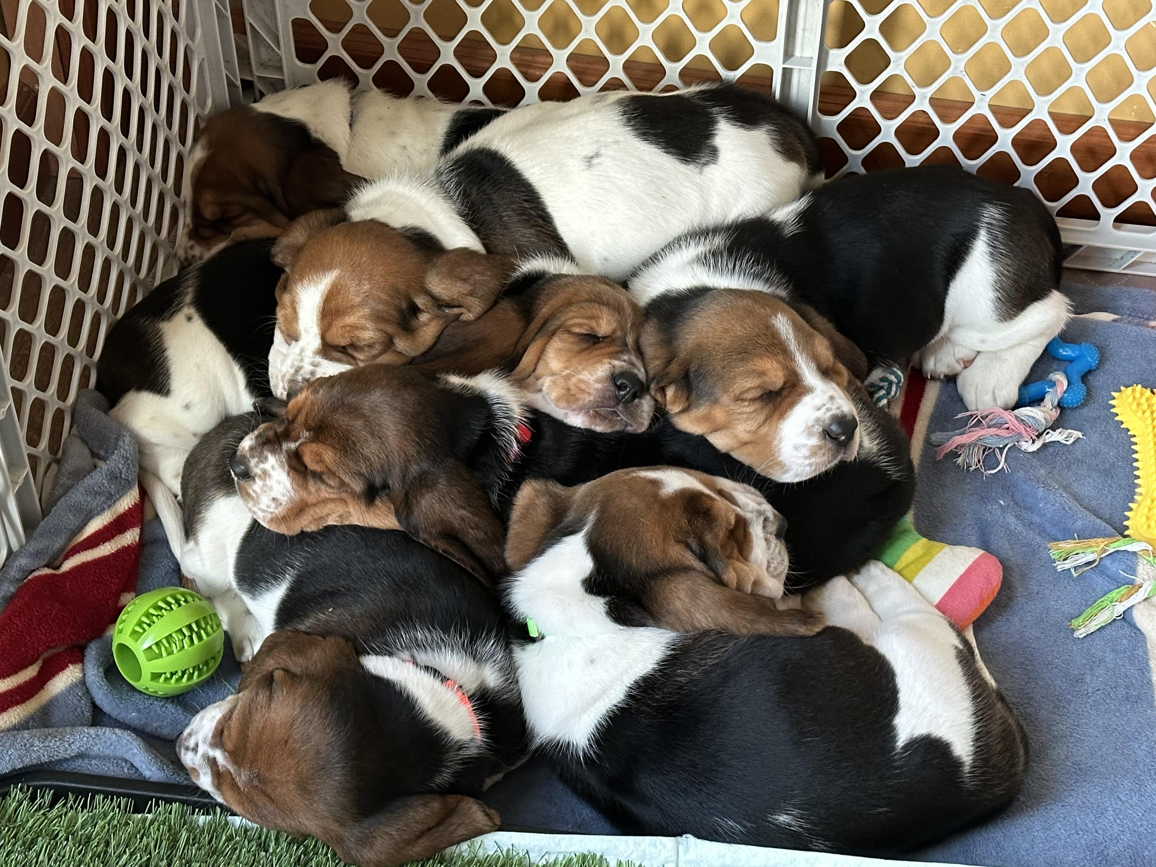 Hidden Heart Basset Hounds in Pennsylvania | Basset Hound puppies ...