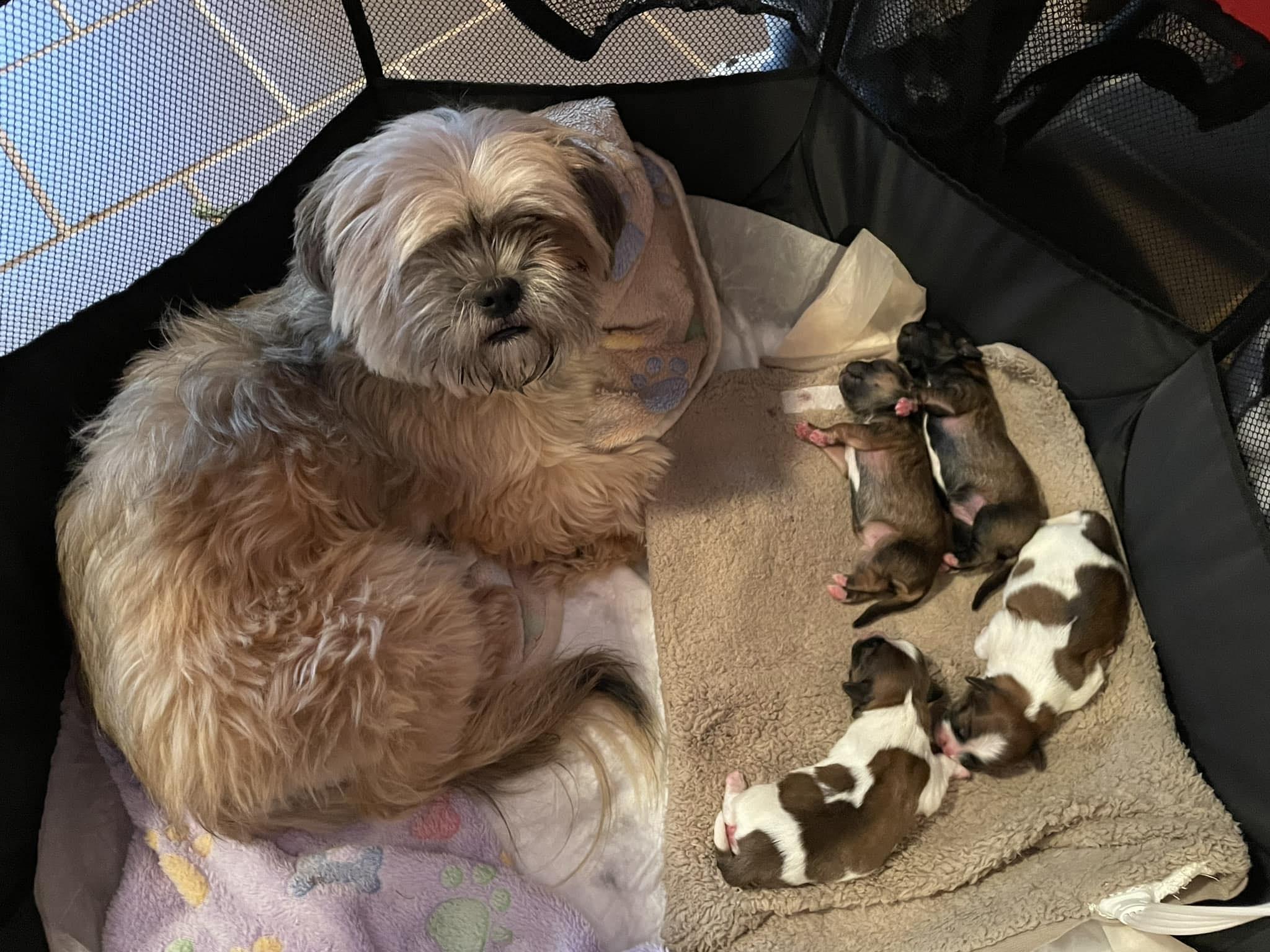 Angie's Shih Tzu Pups in Tennessee | Shih Tzu puppies | Good Dog