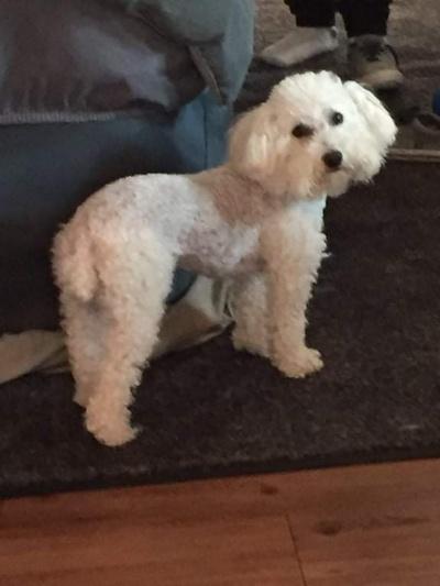 Amanda's Poodles in Tennessee | Poodle puppies | Good Dog