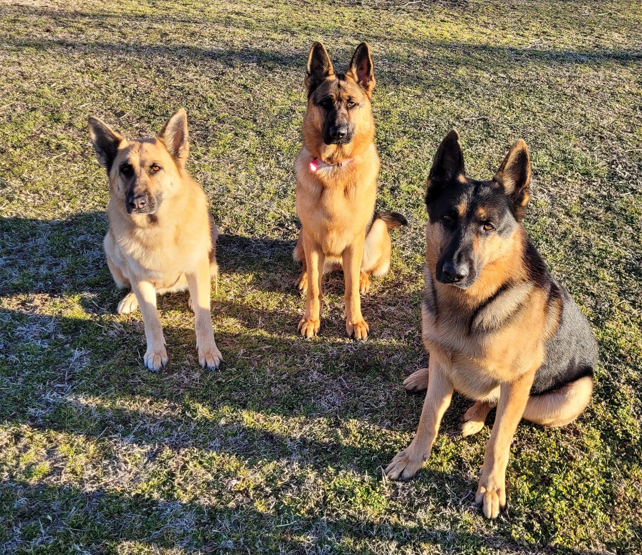 Wondar Shepherds in Missouri | German Shepherd puppies | Good Dog