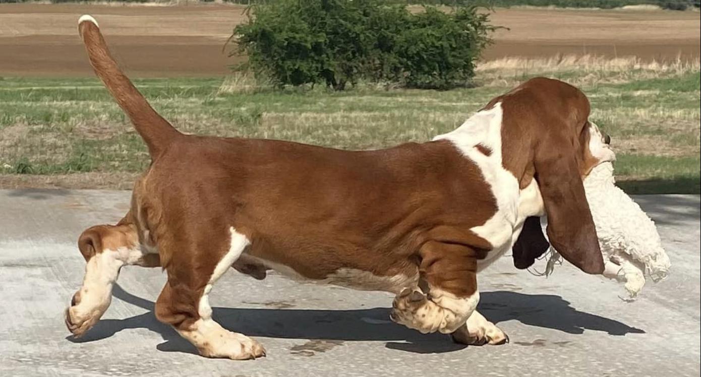 Sugar Creek Kennels in Oklahoma | Basset Hound and Great Dane puppies ...