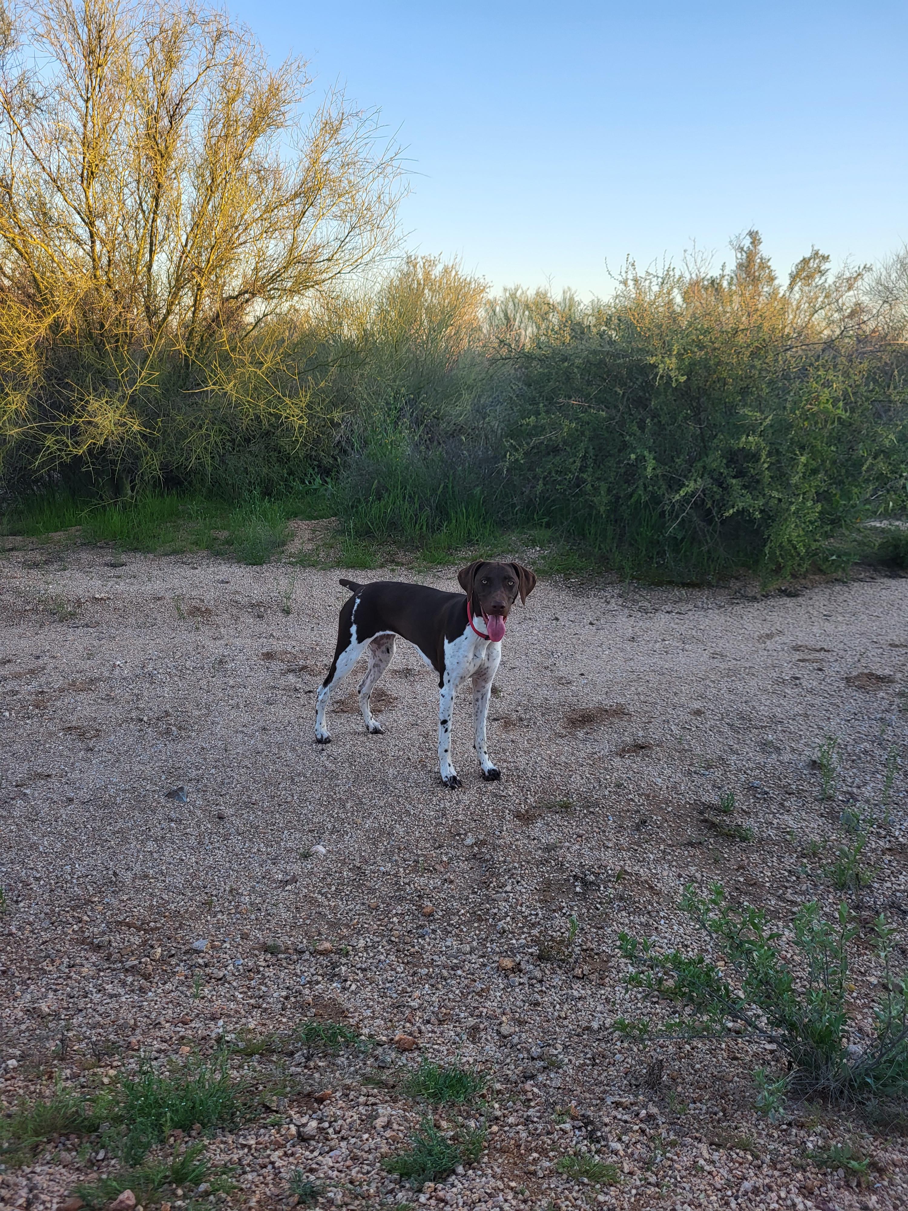 Stellar GSPs in Arizona | German Shorthaired Pointer puppies | Good Dog