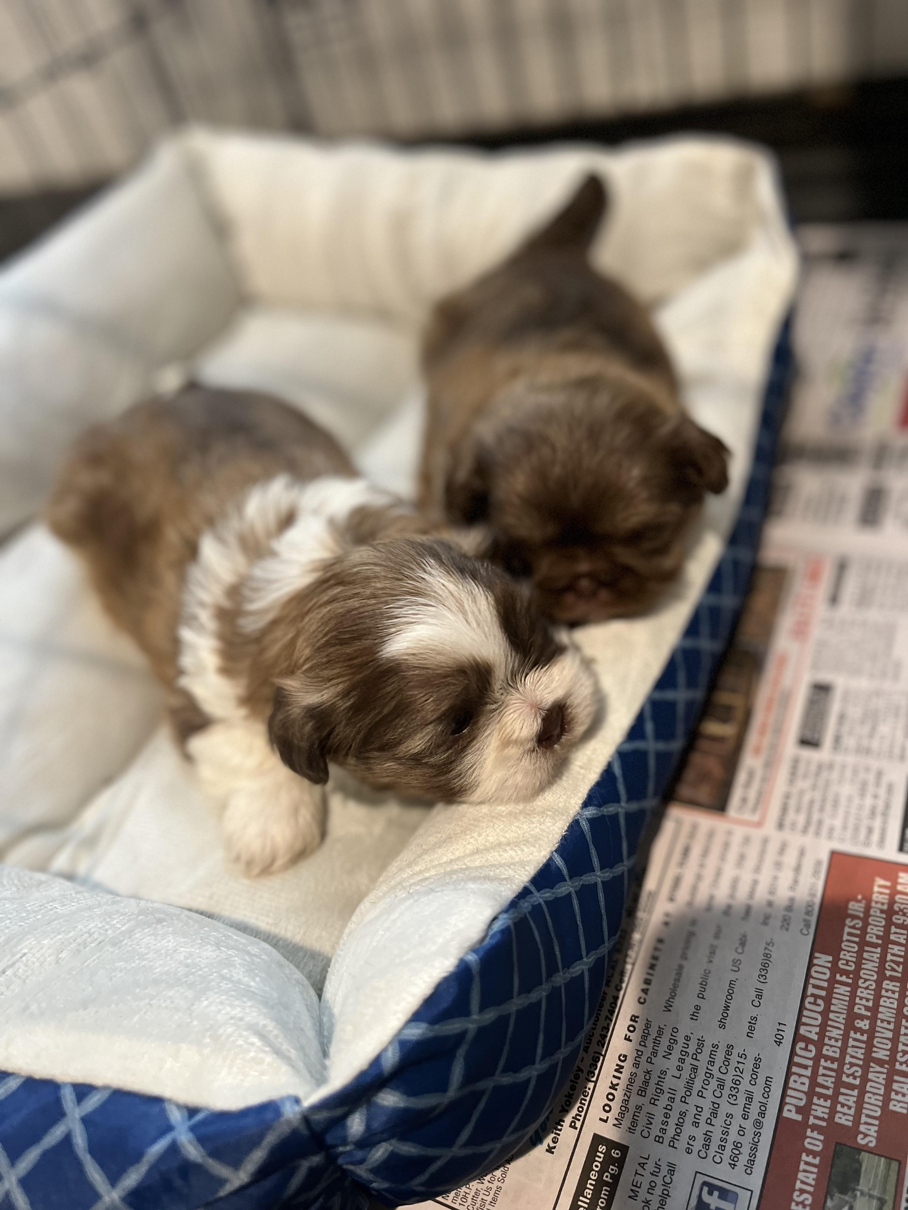 Burke Manor Shih Tzu in North Carolina | Shih Tzu puppies | Good Dog