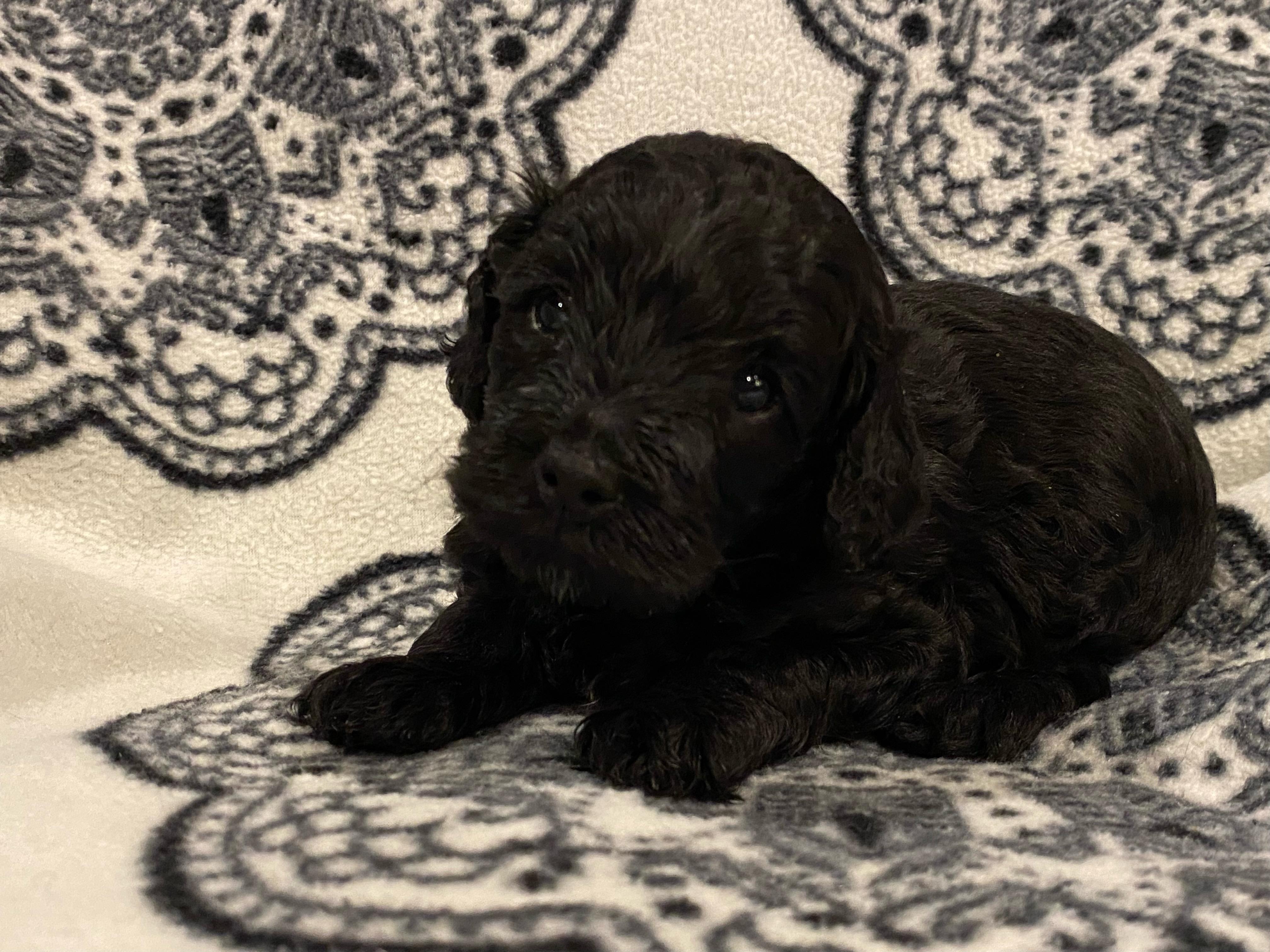 Coco's Cocopuffs in Michigan | Cockapoo puppies | Good Dog
