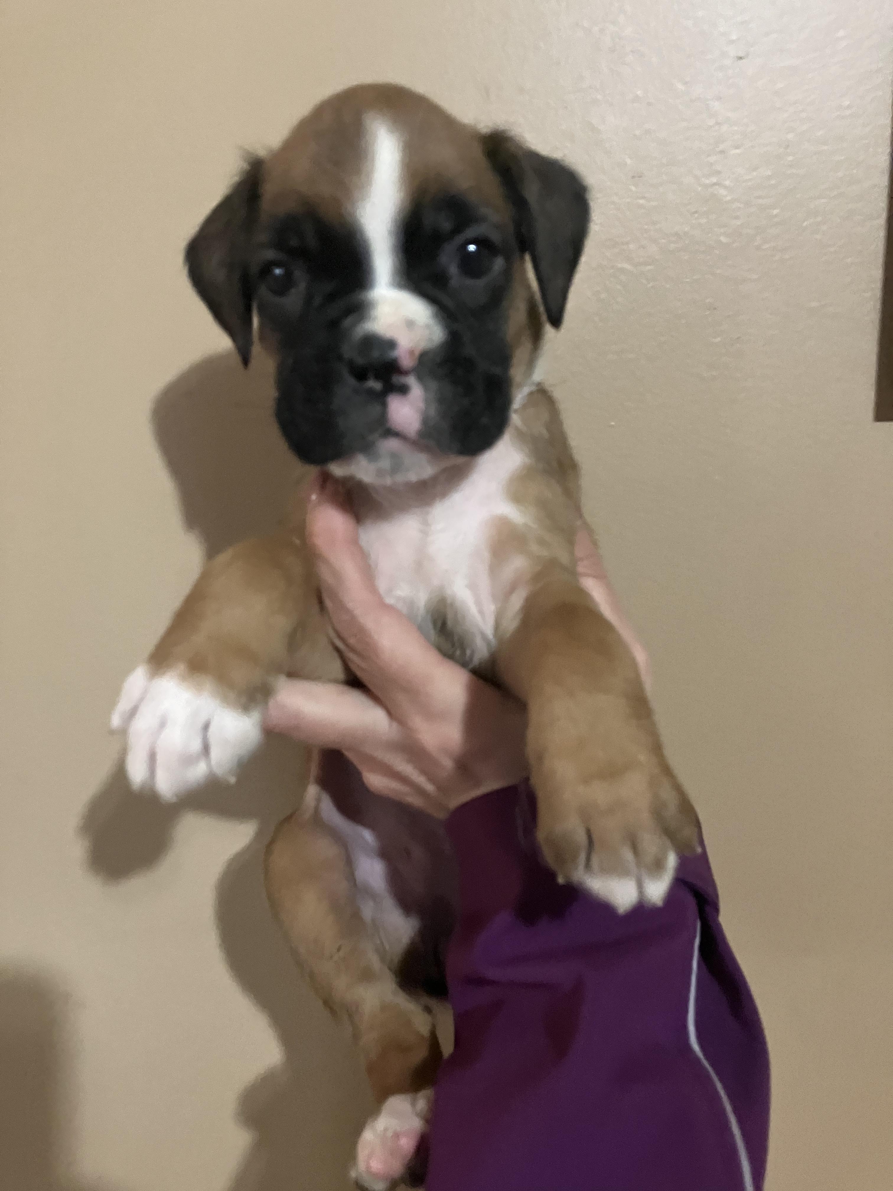 Rumors of Luv Boxers in New York | Boxer puppies | Good Dog