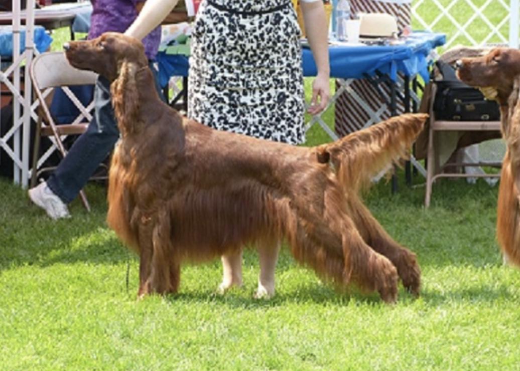 Cairncross Irish Setters in Colorado | Irish Setter puppies | Good Dog