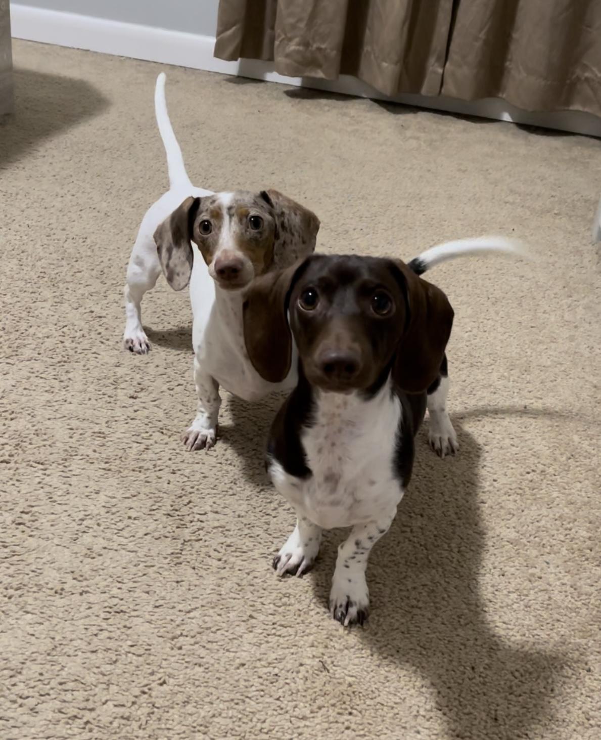 Morton’s Teenie Weenies in Kentucky | Dachshund puppies | Good Dog