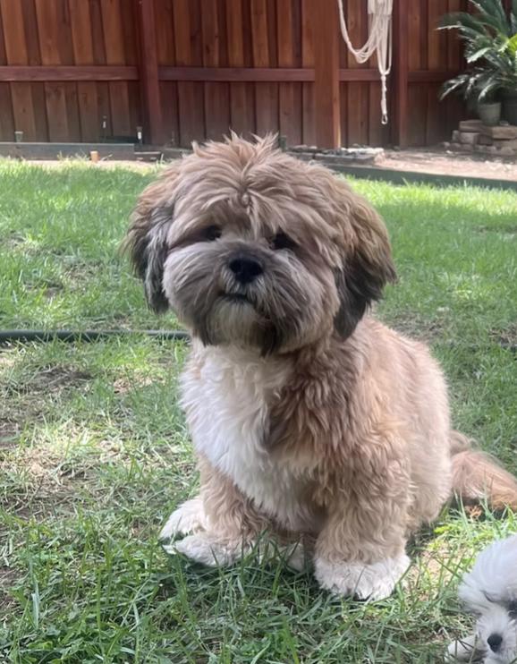D&D’s Lhasa Apsos in Texas | Lhasa Apso puppies | Good Dog