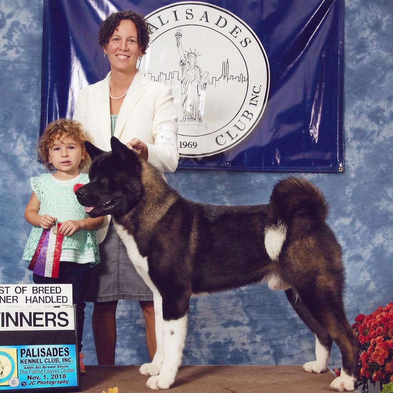 Main Street Akitas in Pennsylvania | Akita puppies | Good Dog