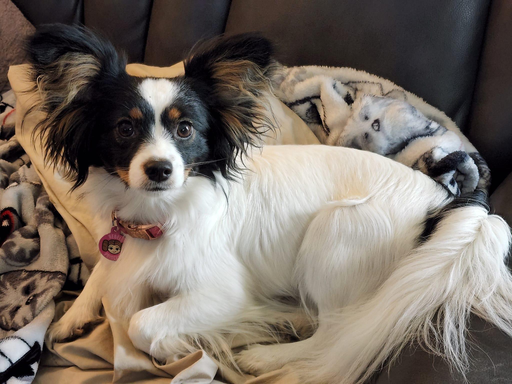 Kica Papillons in Colorado | Papillon puppies | Good Dog