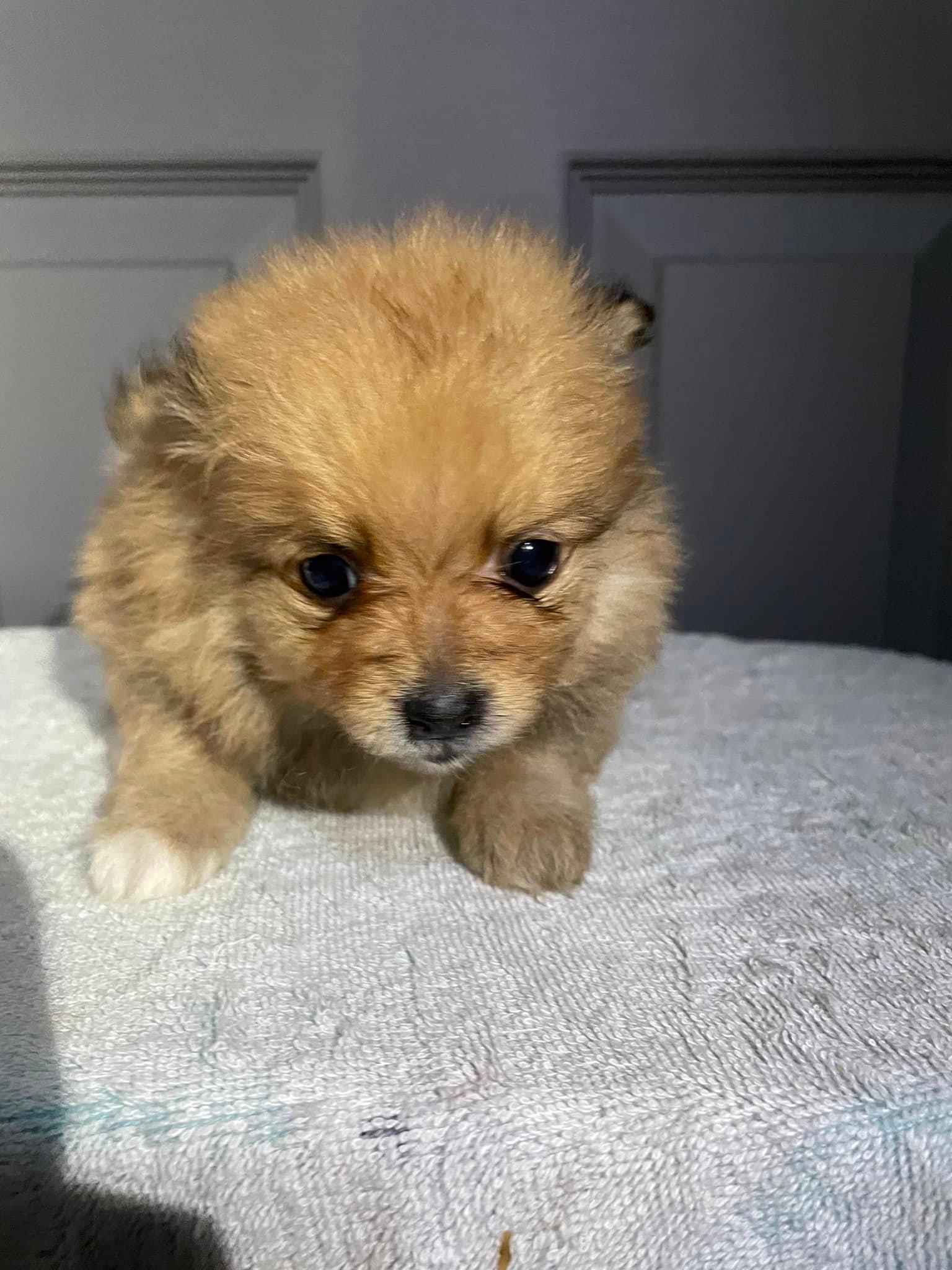 O.C Pomeranian in California | Pomeranian puppies | Good Dog