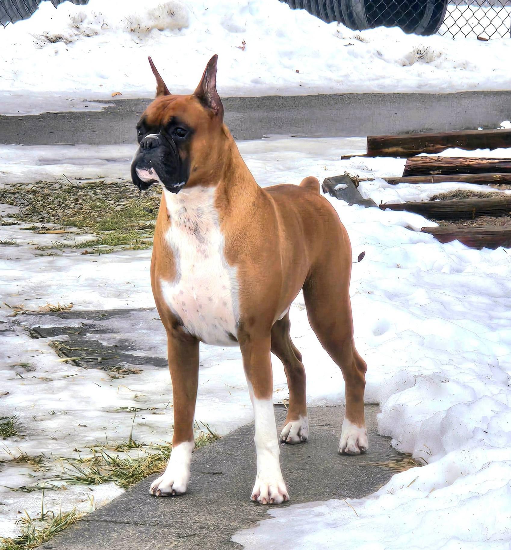 Impression's Boxers in Pennsylvania | Boxer puppies | Good Dog