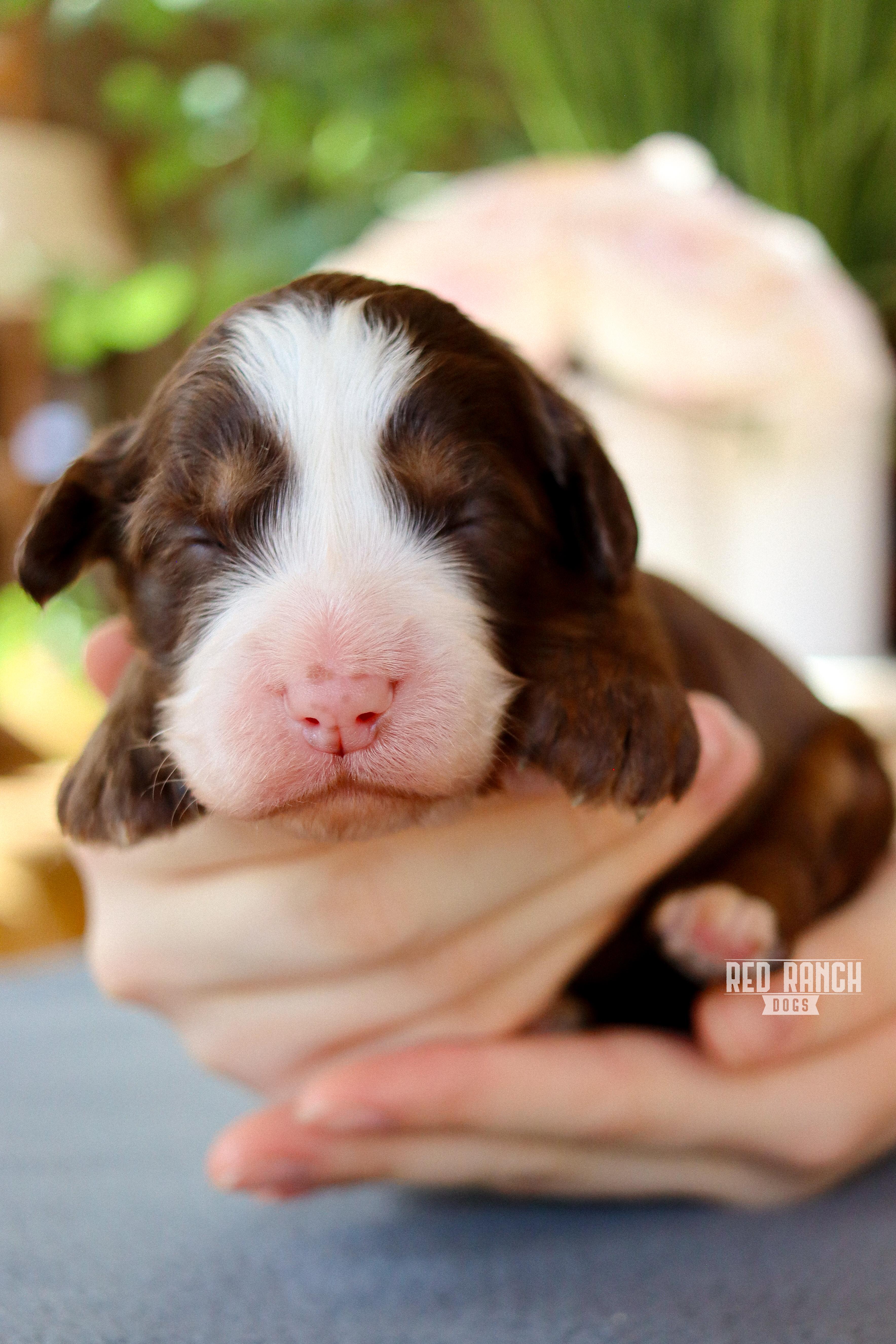 Red Ranch Dogs in Texas | Bernedoodle, Cavapoo, Goldendoodle or Poodle ...