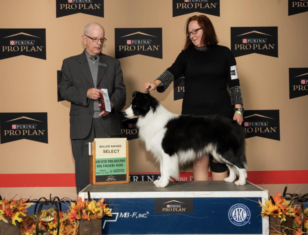 Diana Smith's Border Collies in Virginia | Border Collie puppies | Good Dog