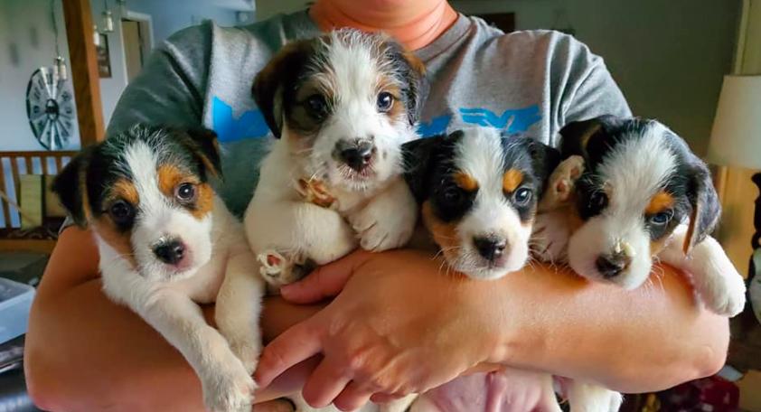 Forever Young Terriers in Nebraska | Jack Russell Terrier puppies ...