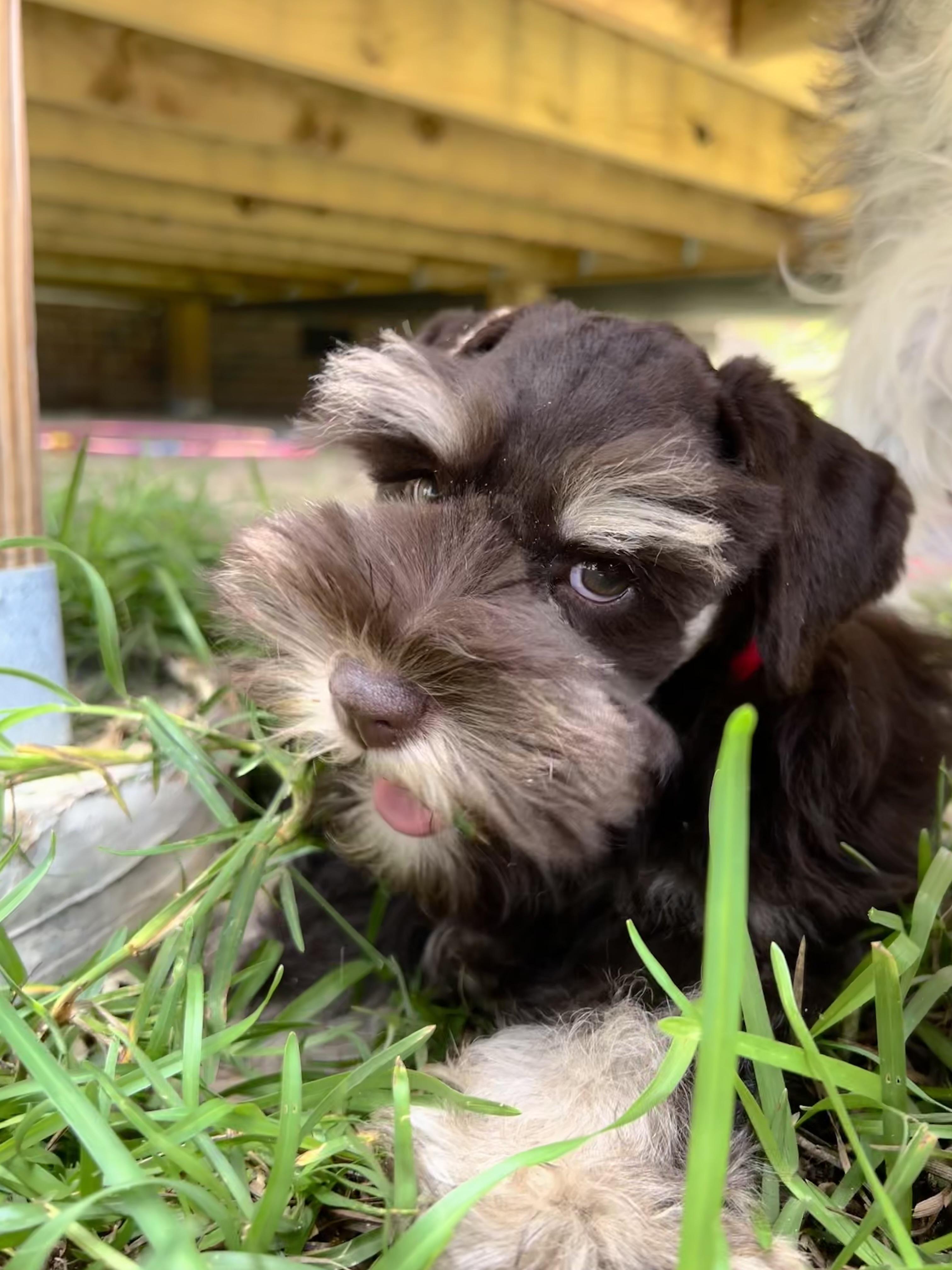 Simply Charming Mini’s in North Carolina | Miniature Schnauzer puppies ...