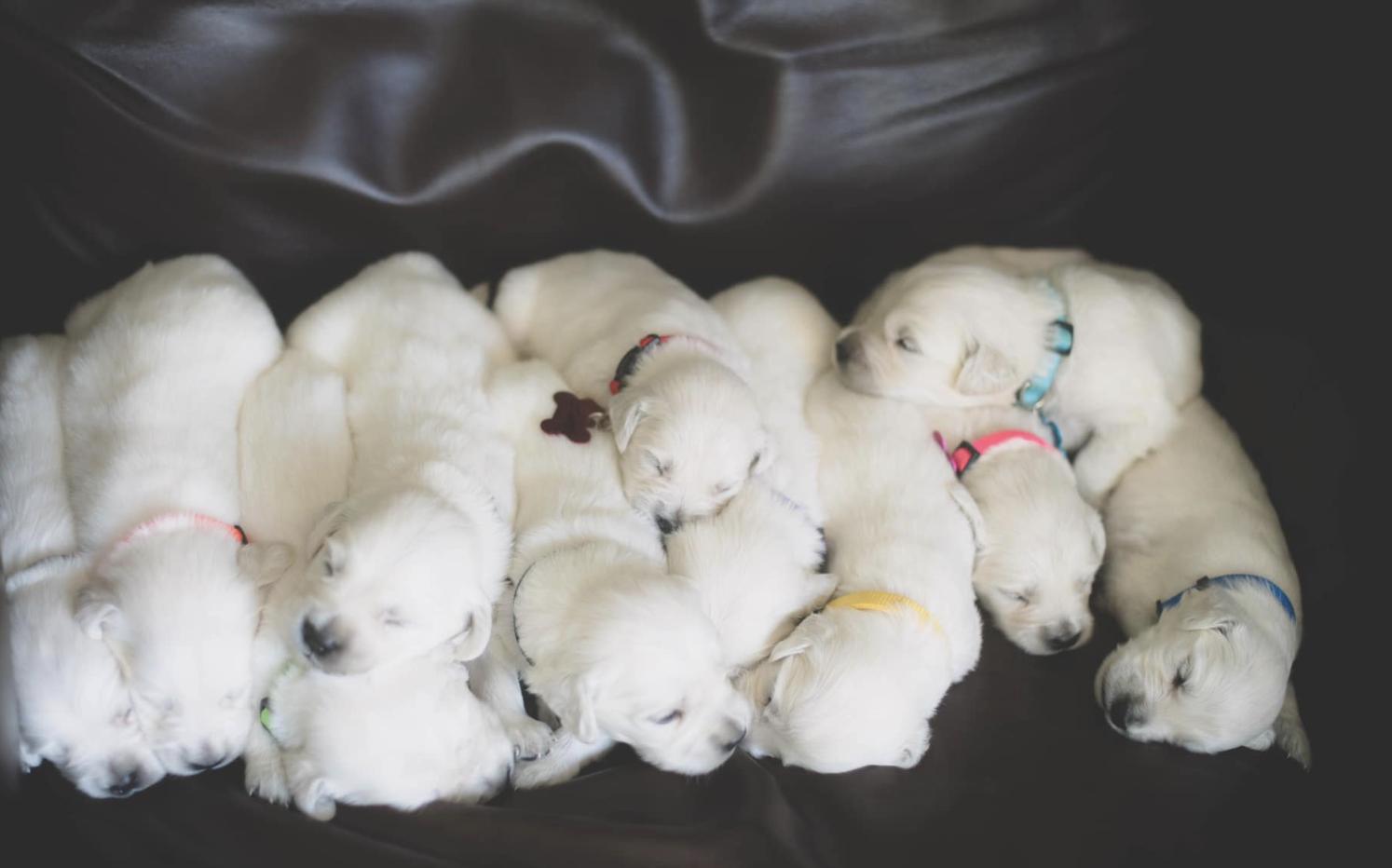 Living on Faiths Golden Retrievers in Pennsylvania | Golden Retriever ...