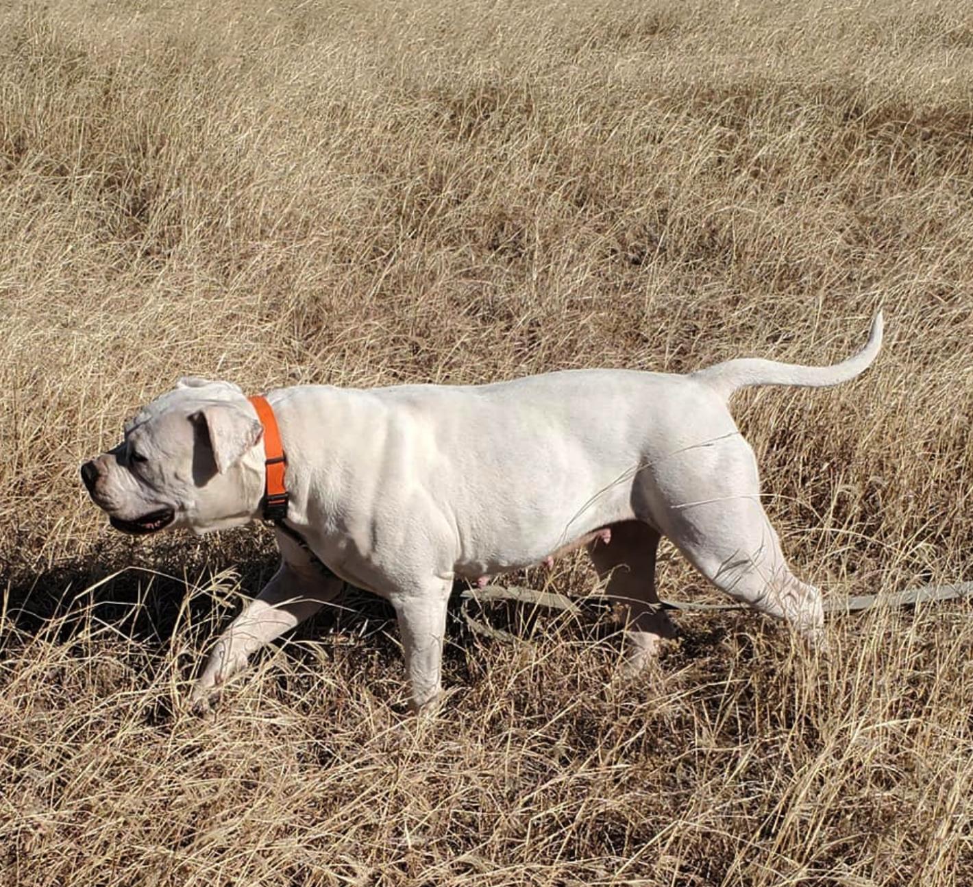 Offerman Family Bulldogs in Arkansas | American Bulldog puppies | Good Dog