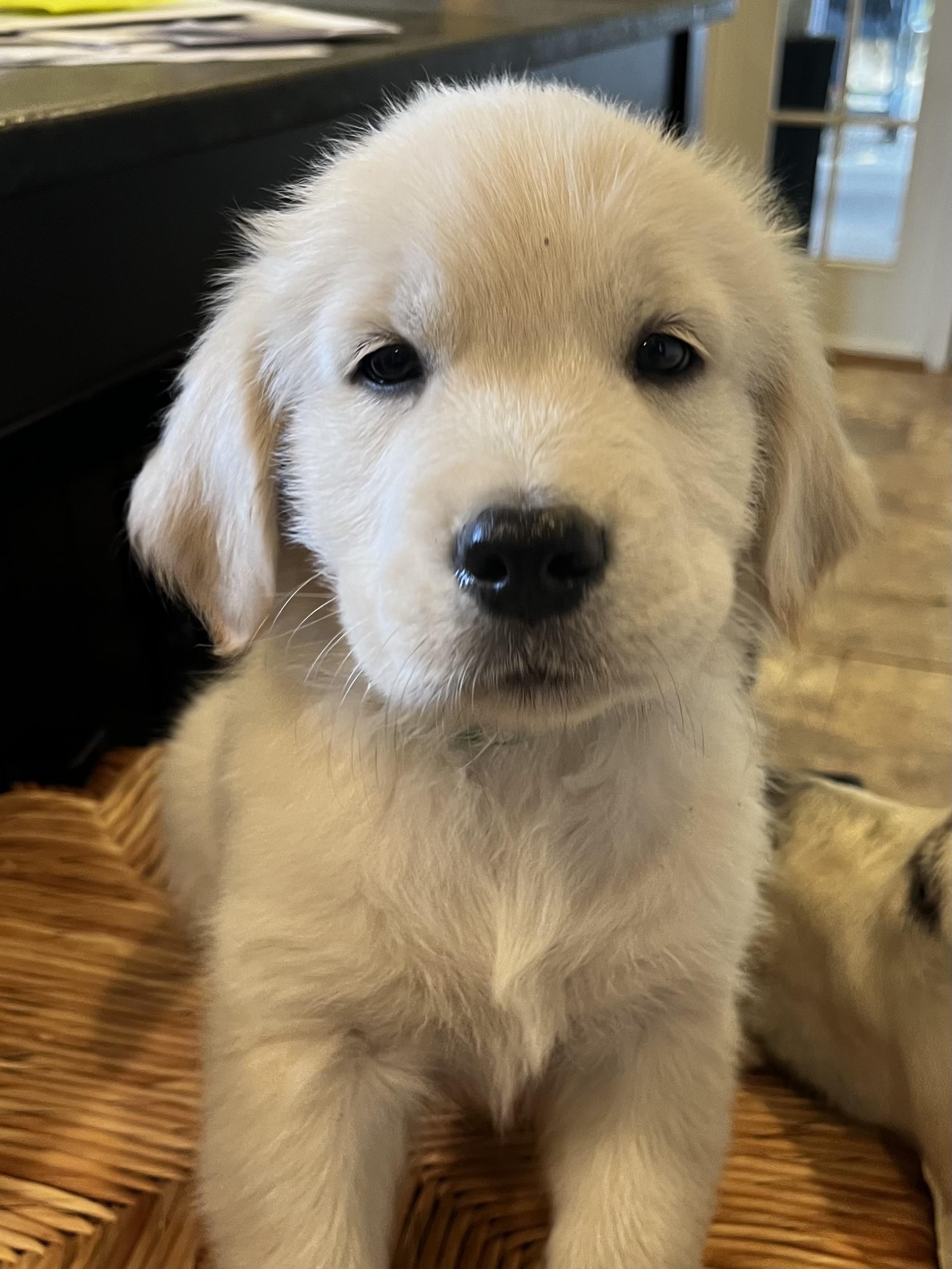 Winterview Golden Retrievers in Pennsylvania | Golden Retriever puppies ...
