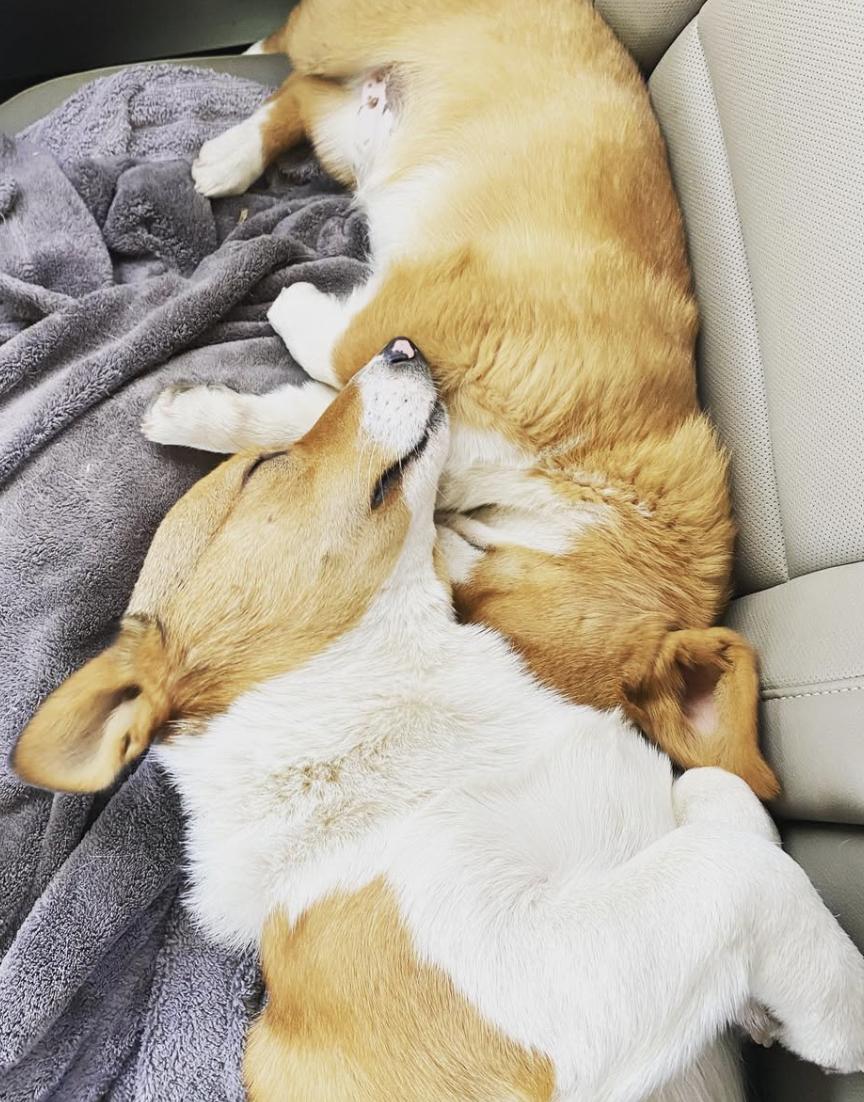 Ricochet Corgis in Texas | Pembroke Welsh Corgi puppies | Good Dog