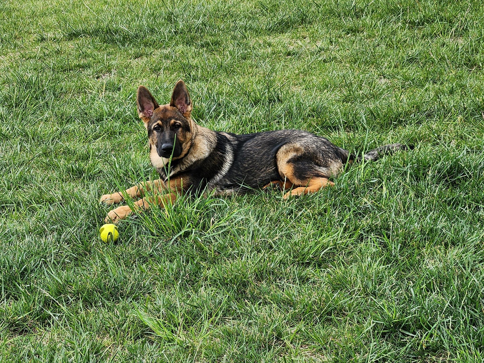 Haus Wesmiller in West Virginia | German Shepherd puppies | Good Dog