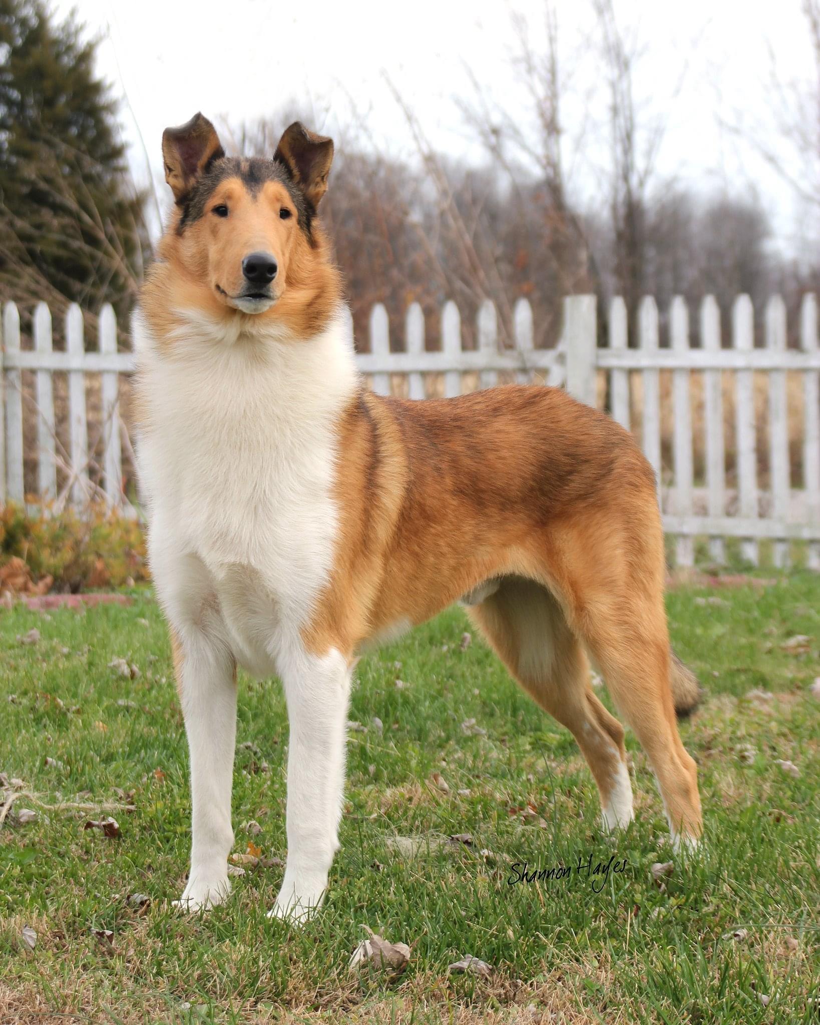 Calibre Collies in Kentucky | Collie puppies | Good Dog