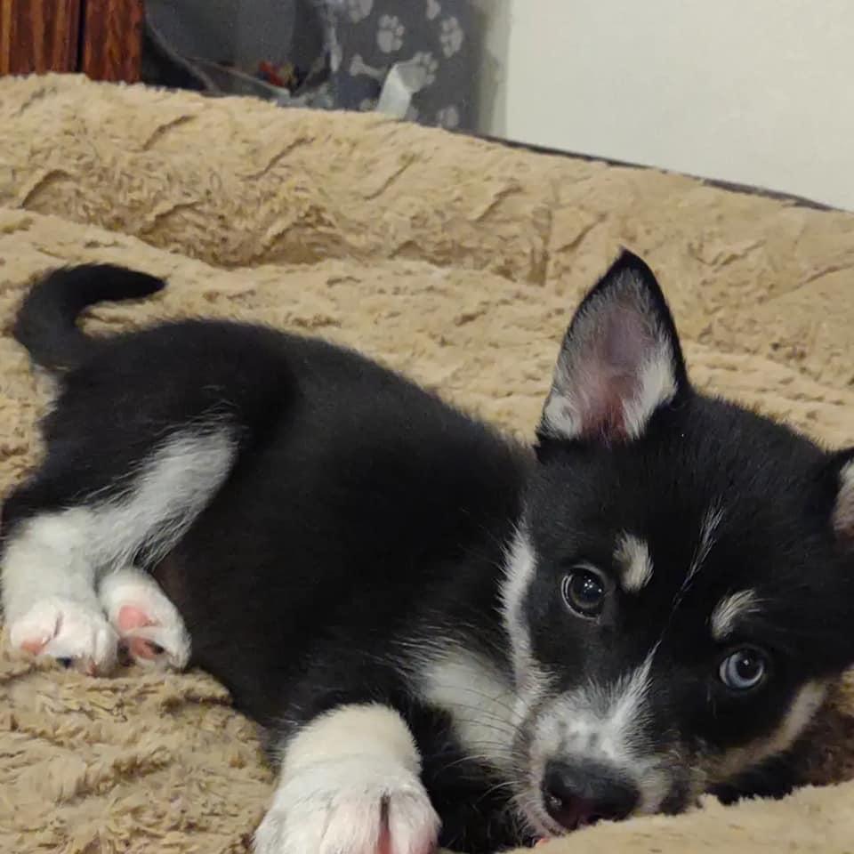 Kennedy's Pomskies in Michigan | Pomsky puppies | Good Dog