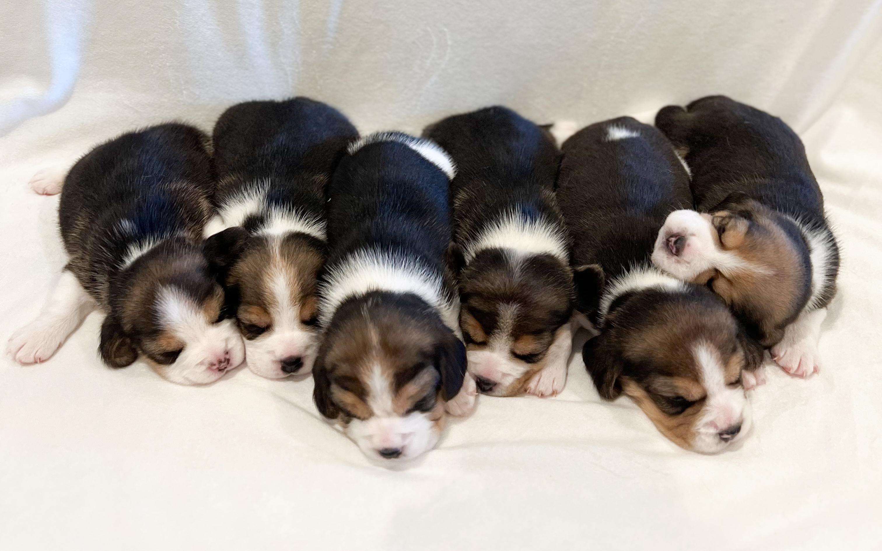 Willow Bark Beagles in Texas | Beagle puppies | Good Dog