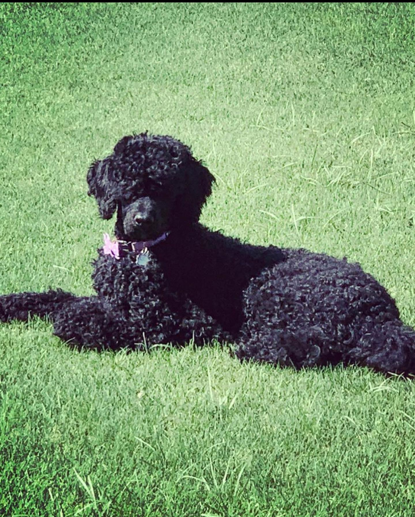 Benson Standard Poodles in Arizona | Poodle puppies | Good Dog