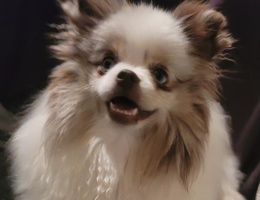 Precious Fancy Feet Pomeranians in New York | Pomeranian puppies | Good Dog