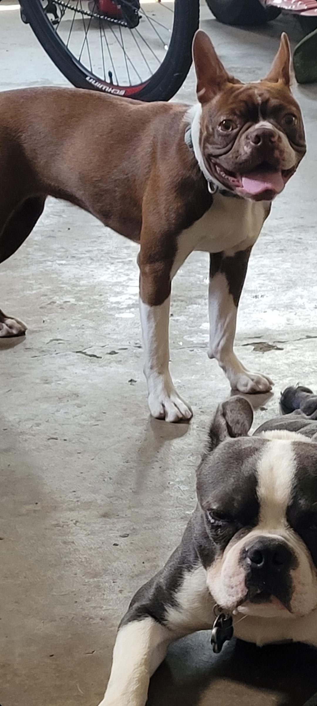 Fusion Farm Pugs & Bostons in Ohio | Boston Terrier and Pug puppies ...