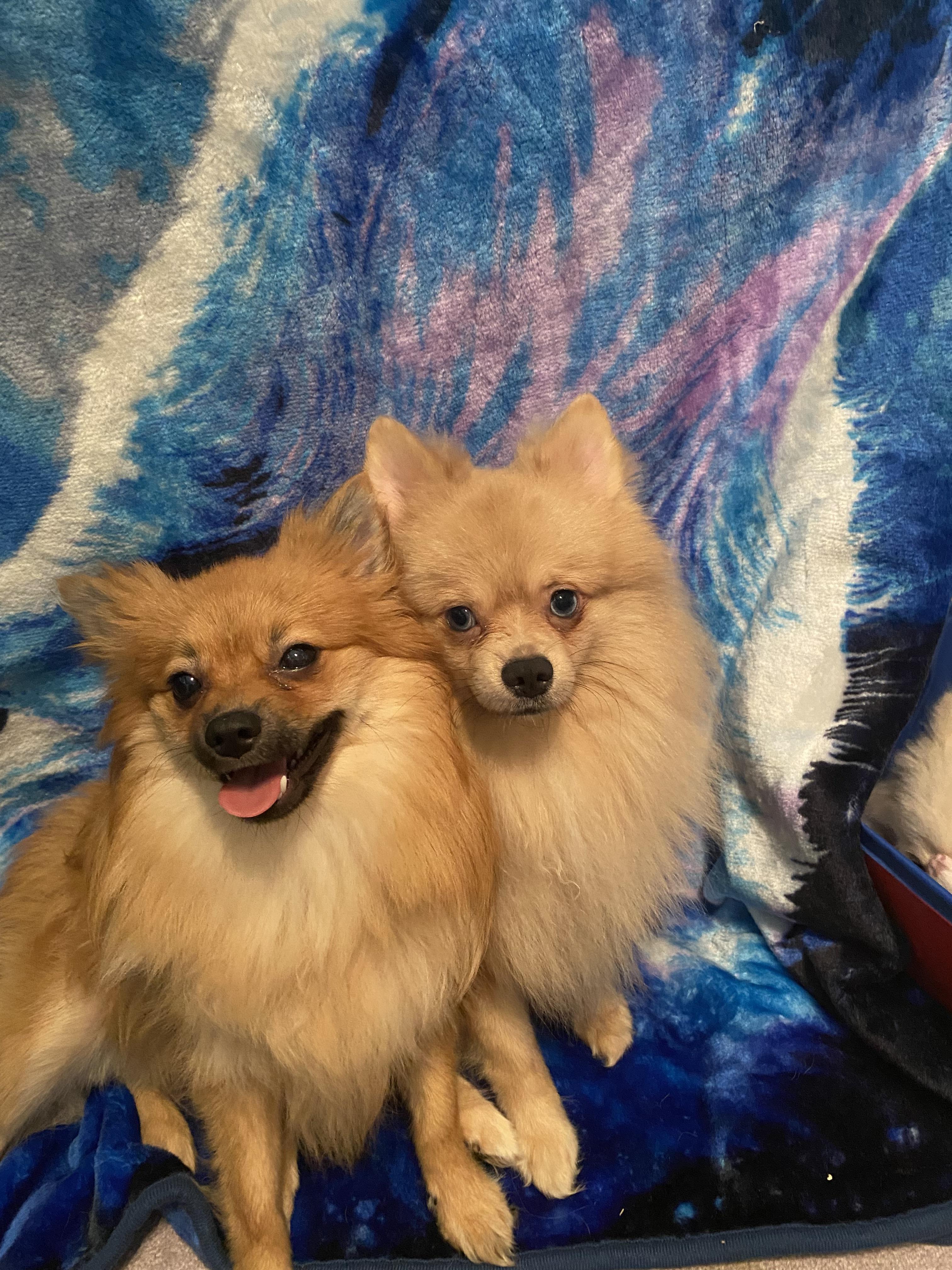 DNA Poms in Georgia | Pomeranian puppies | Good Dog