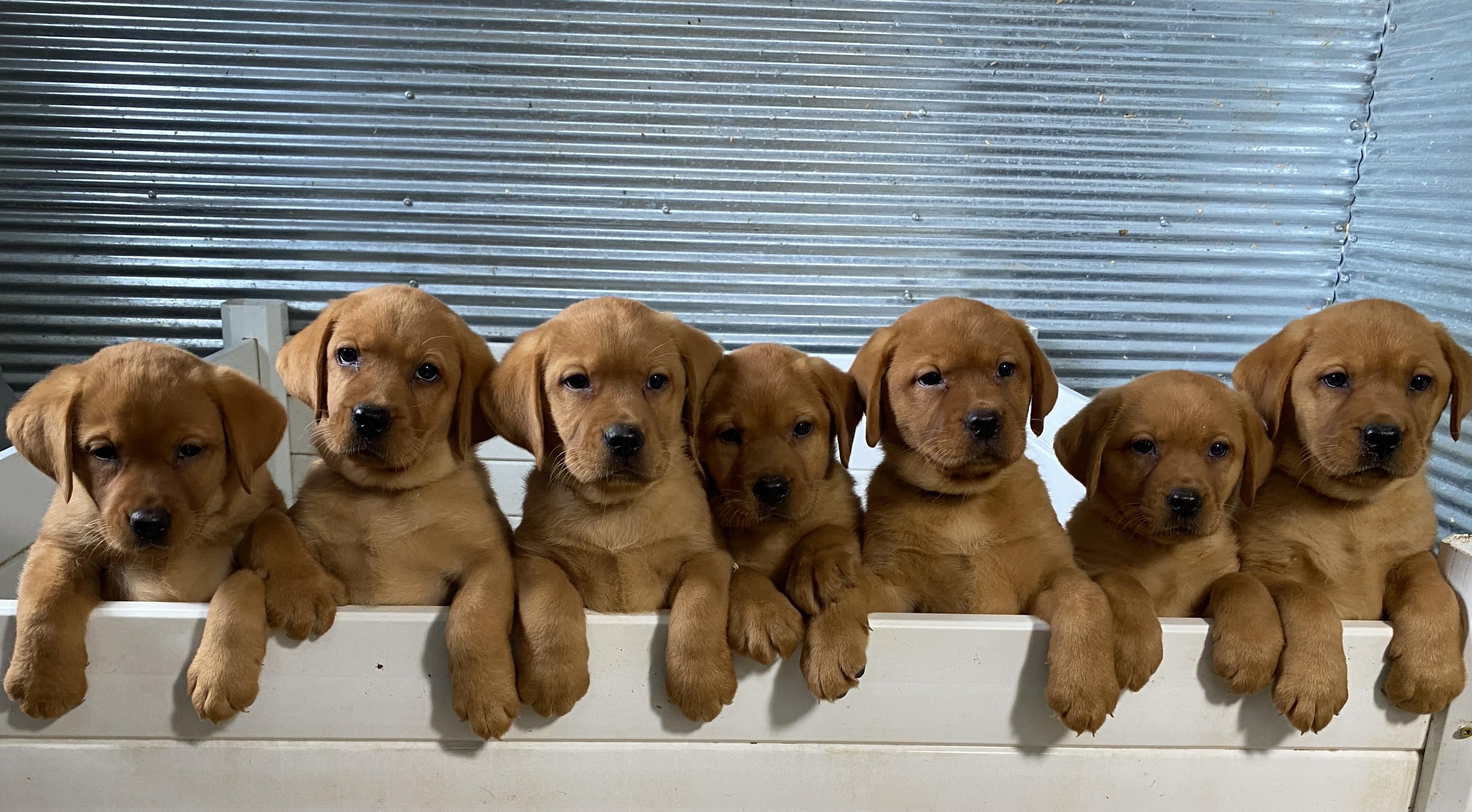 Wings N Whistles in Arkansas | Labrador Retriever puppies | Good Dog