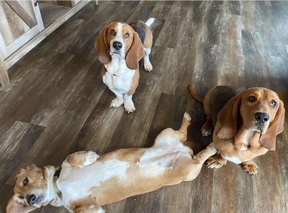Howling Hounds of Bowersville in Kentucky | Basset Hound puppies | Good Dog