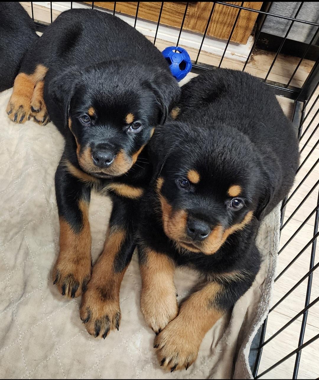 Divine Rottweilers in Oregon | Rottweiler puppies | Good Dog